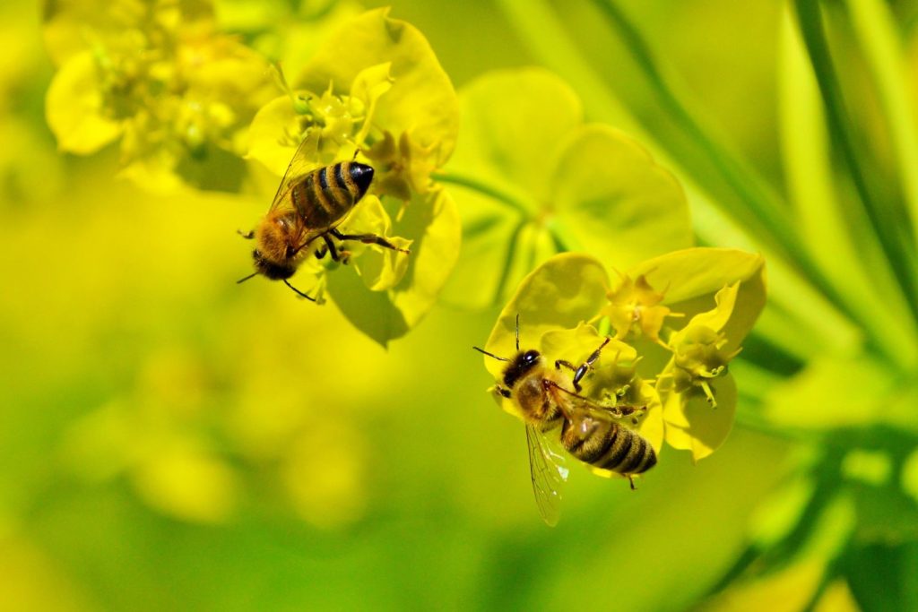 Understanding the Crystallization of Honey: A Natural Process